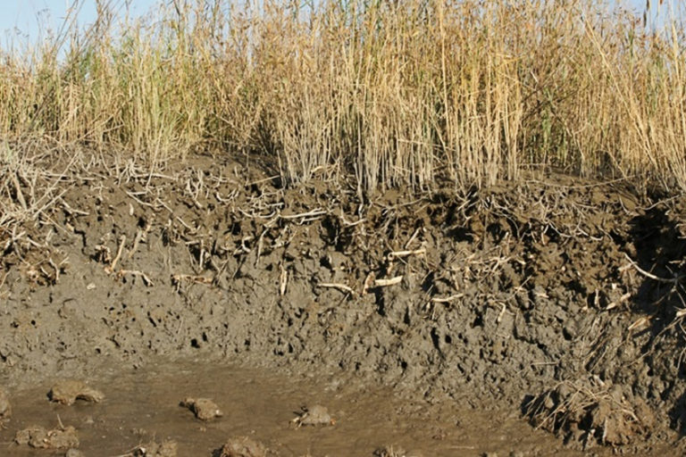 Common Reed, Friend or Foe? - Friends of Georgica Pond Foundation