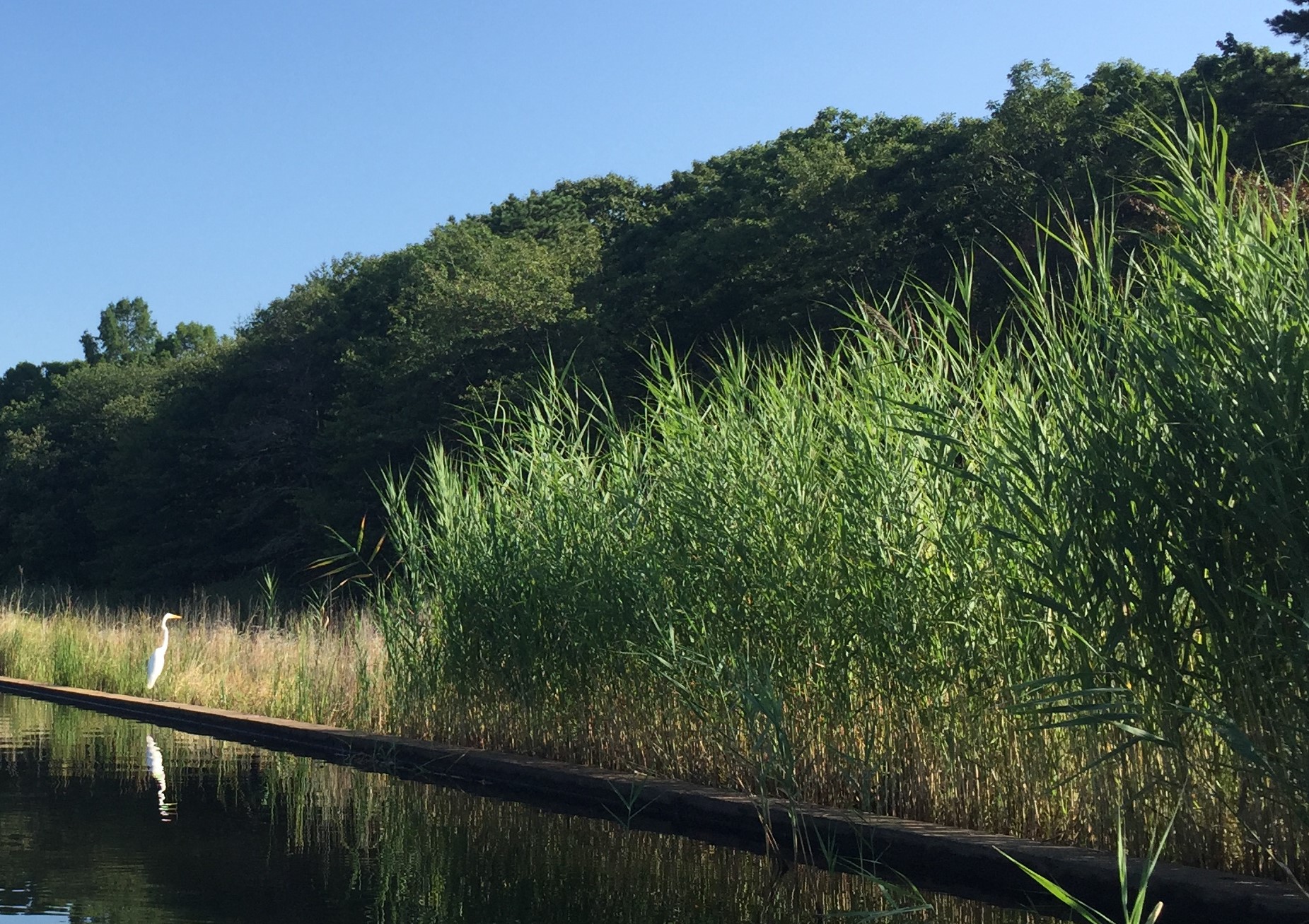 Phragmites: Make it work for us - Friends of Georgica Pond Foundation