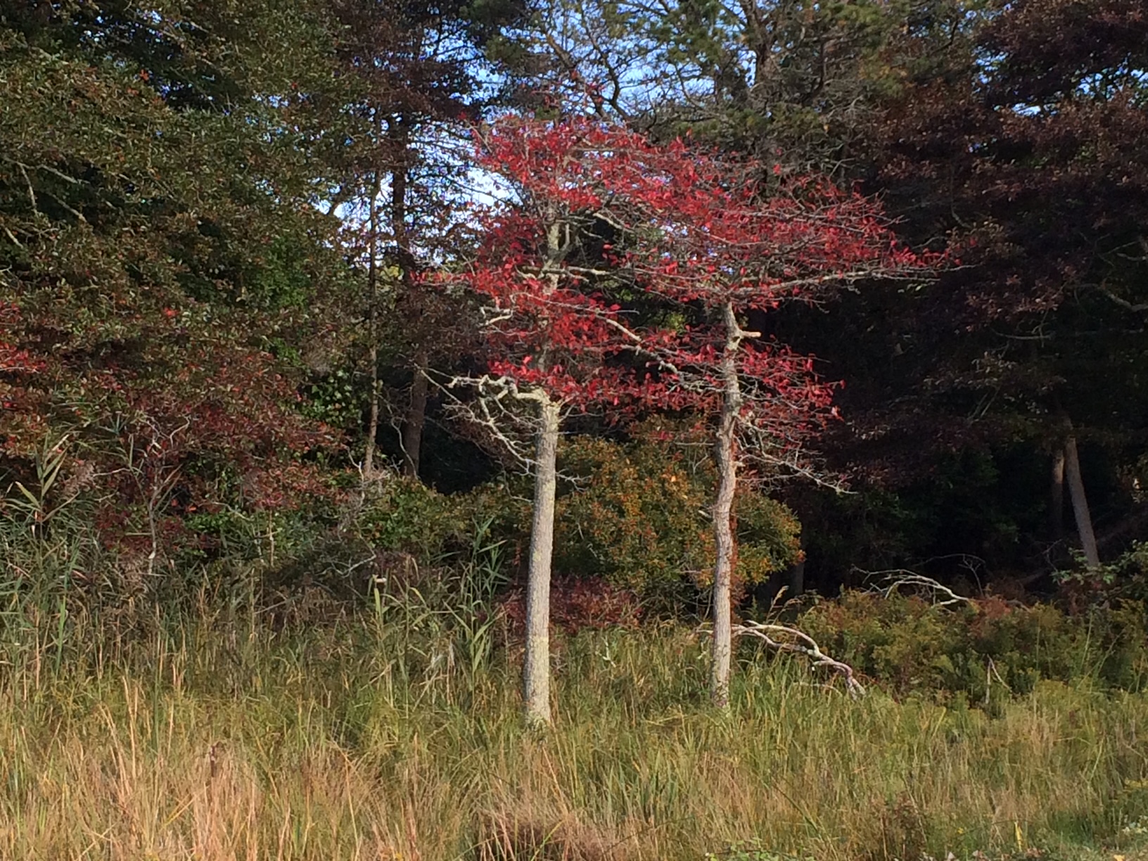 A Tree With Many Names - Friends of Georgica Pond Foundation