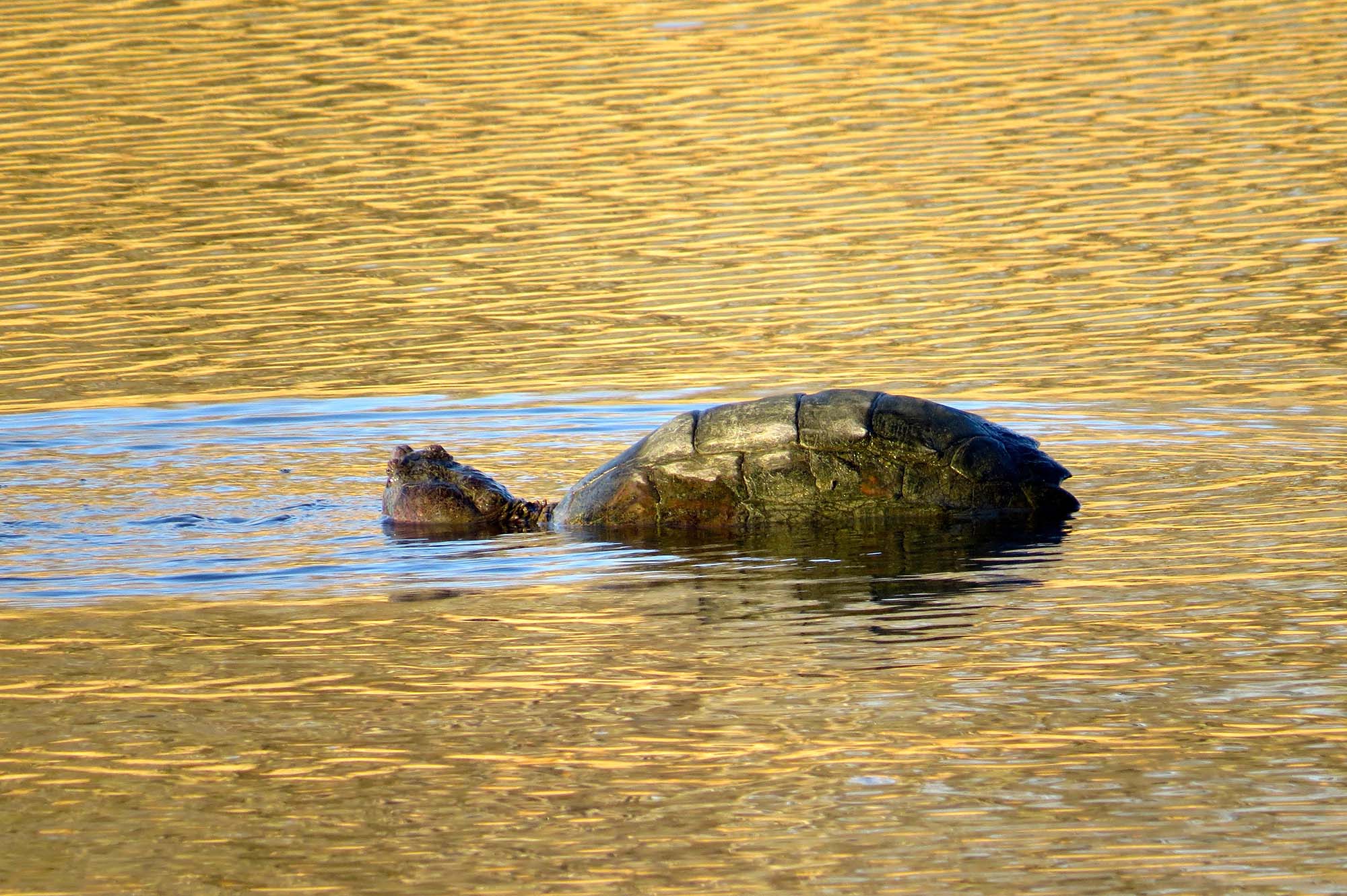 The Common Snapping Turtle—A hard creature to love? - Friends of ...