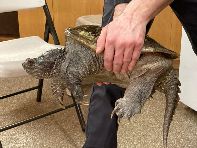 The Common Snapping Turtle—A hard creature to love? - Friends of ...