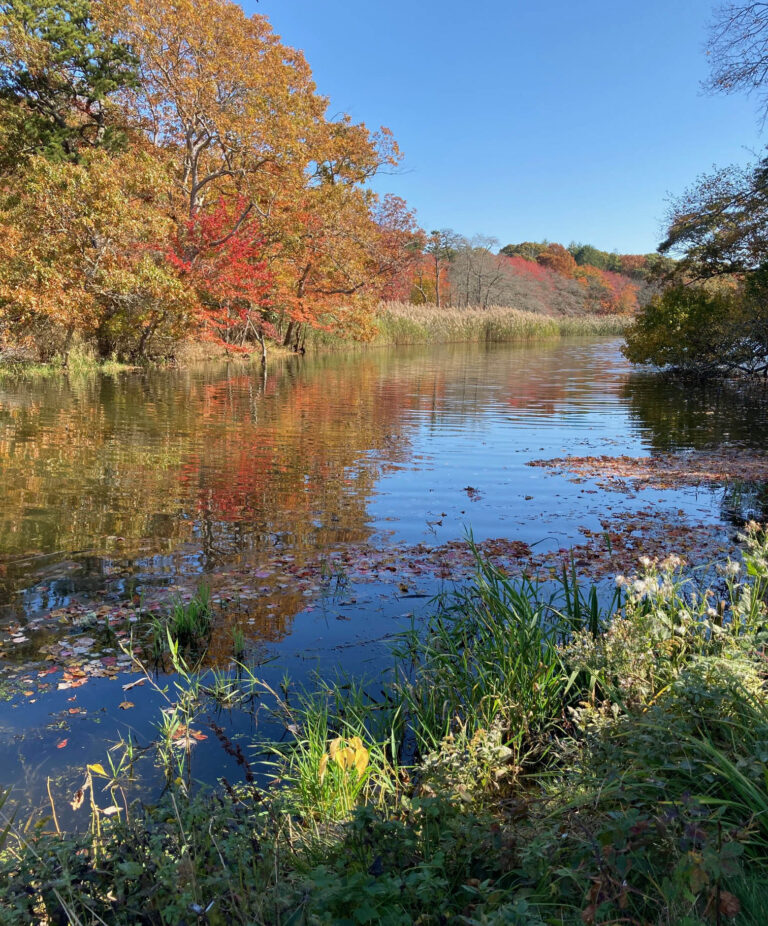 Fall Foliage - Friends of Georgica Pond Foundation