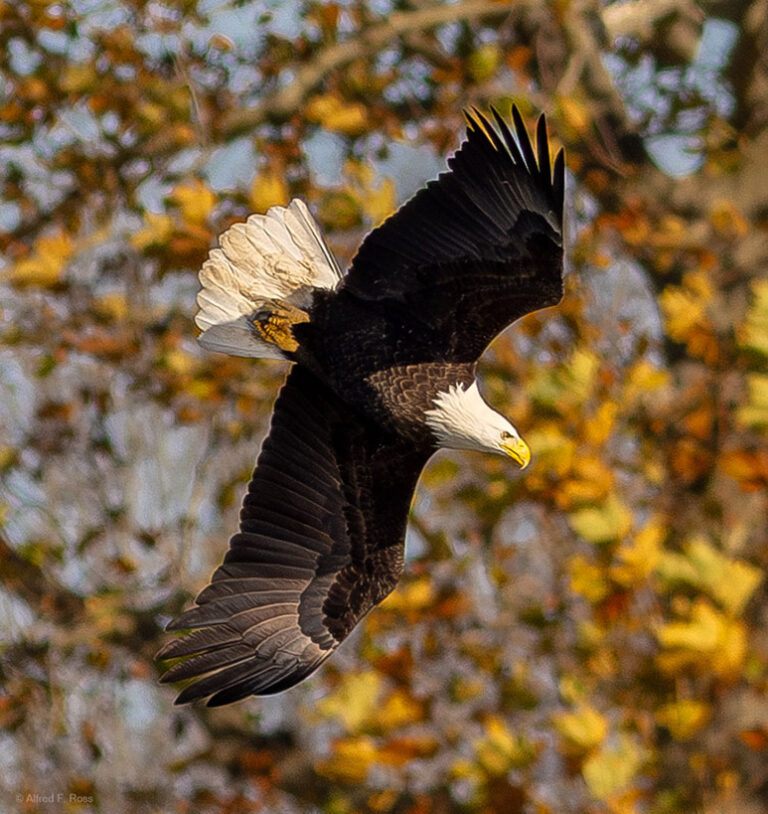 Eagles at Georgica - Friends of Georgica Pond Foundation