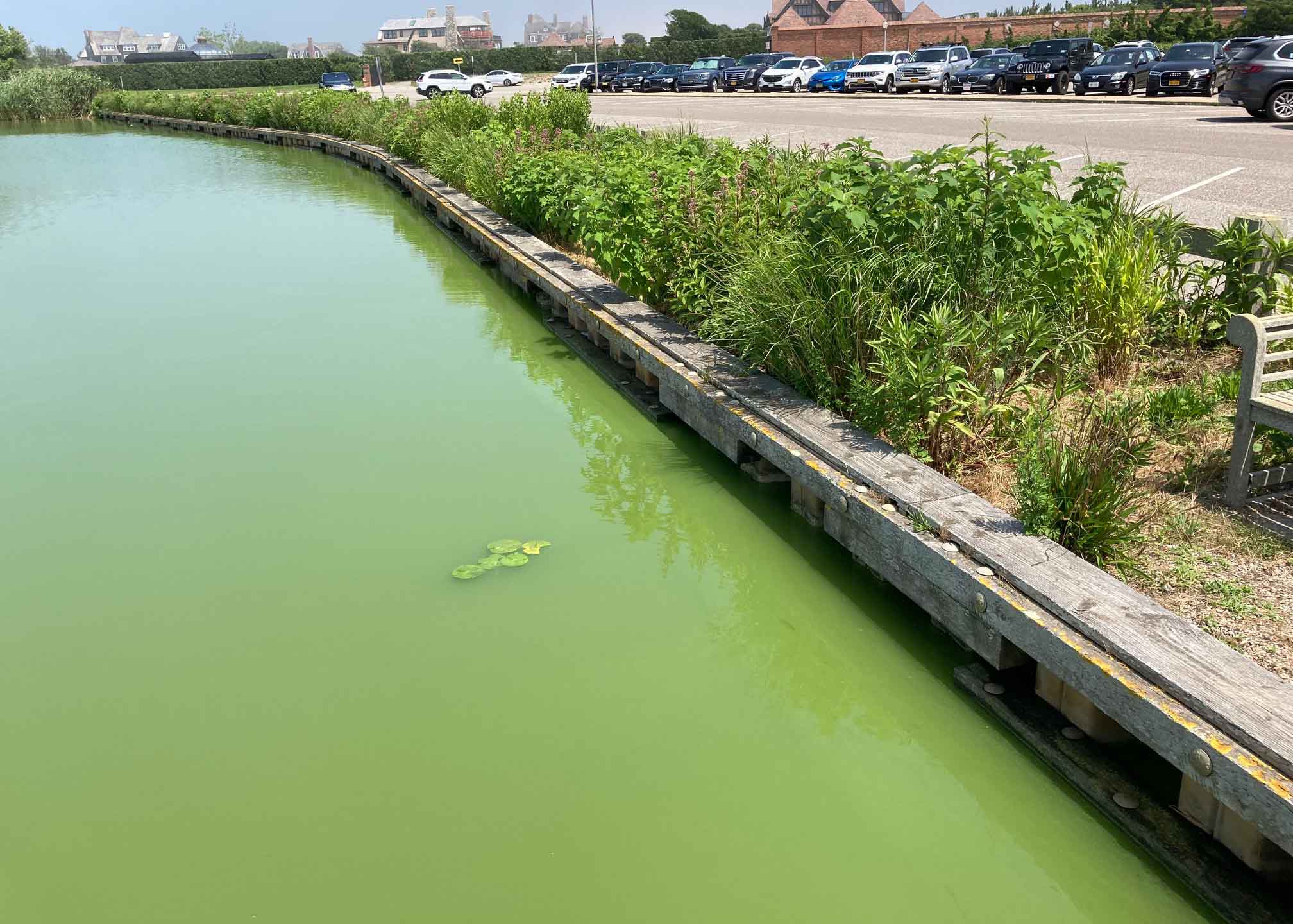 Here, There, and Everywhere - Friends of Georgica Pond Foundation
